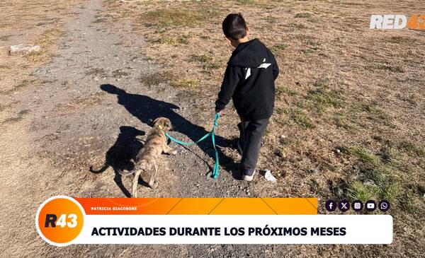 Adopción, paseos, cuidados y cuentos con animales, las distintas ...